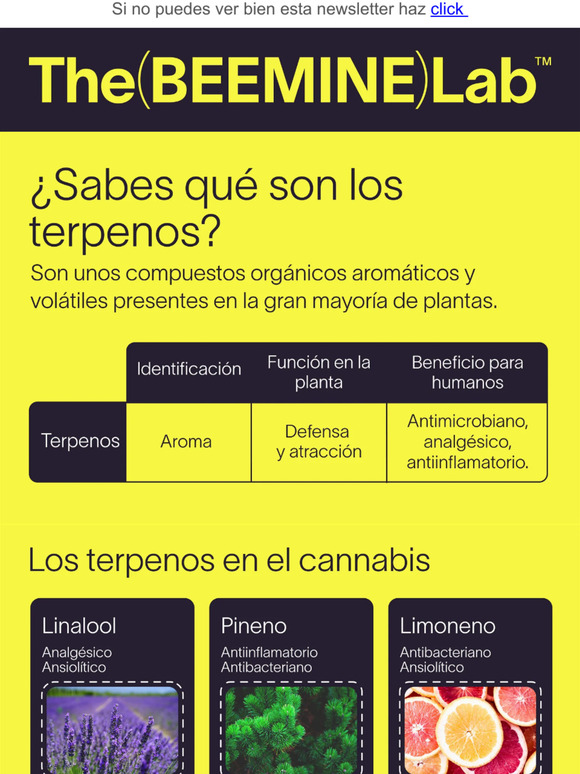 Beemine Lab: ¿Sabes qué son los terpenos? 🪴 | Milled