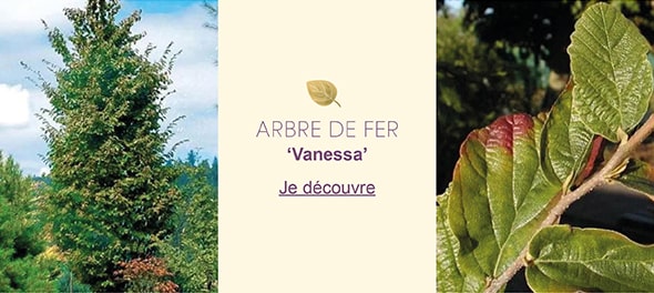 Jardin du Pic Vert: À la découverte de l’Arbre de Fer | Milled