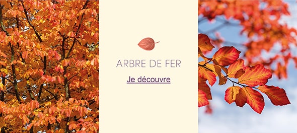 Jardin du Pic Vert: À la découverte de l’Arbre de Fer | Milled