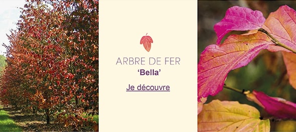 Jardin du Pic Vert: À la découverte de l’Arbre de Fer | Milled