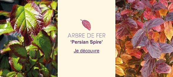Jardin du Pic Vert: À la découverte de l’Arbre de Fer | Milled