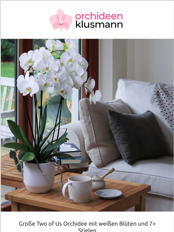 Orchideen Klusmann DE: ⭐ Two of Us Orchideen zum Sonderpreis | Milled