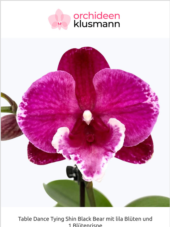 Orchideen Klusmann DE: 🌸 Endlich wieder da: Die Tying Shin Black Bear | Milled