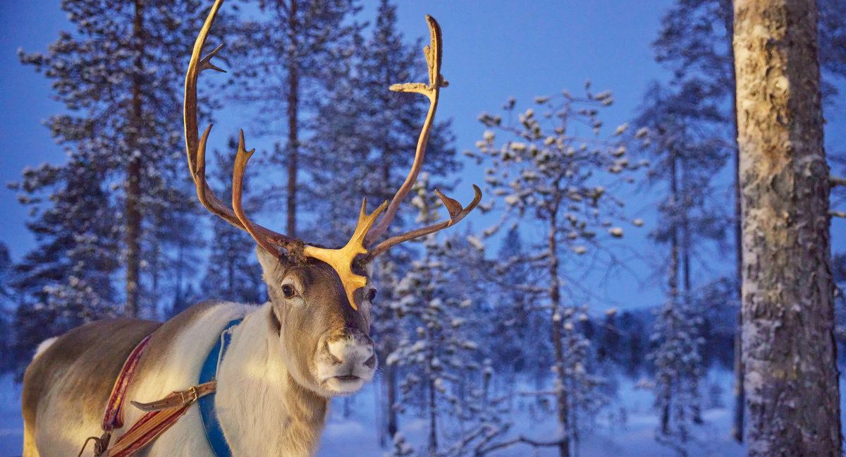 Santa's Lapland: Experience the magic of Lapland 🎅 | Milled