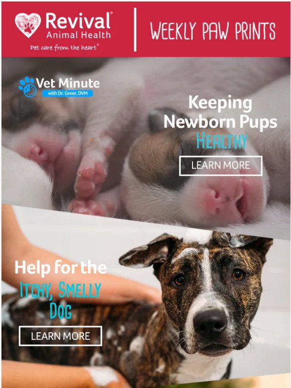 Revival Animal Health: What Do Your Newborn Pups Need? | Milled