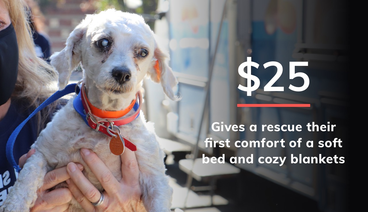 North Shore Animal League: Rescue Update: Want to help these puppies ...