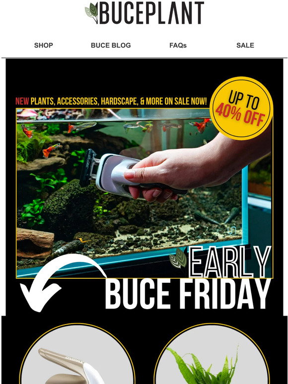 Buce Plant: New Buce Friday Deals 🔥 Plants, accessories, hardscape ...