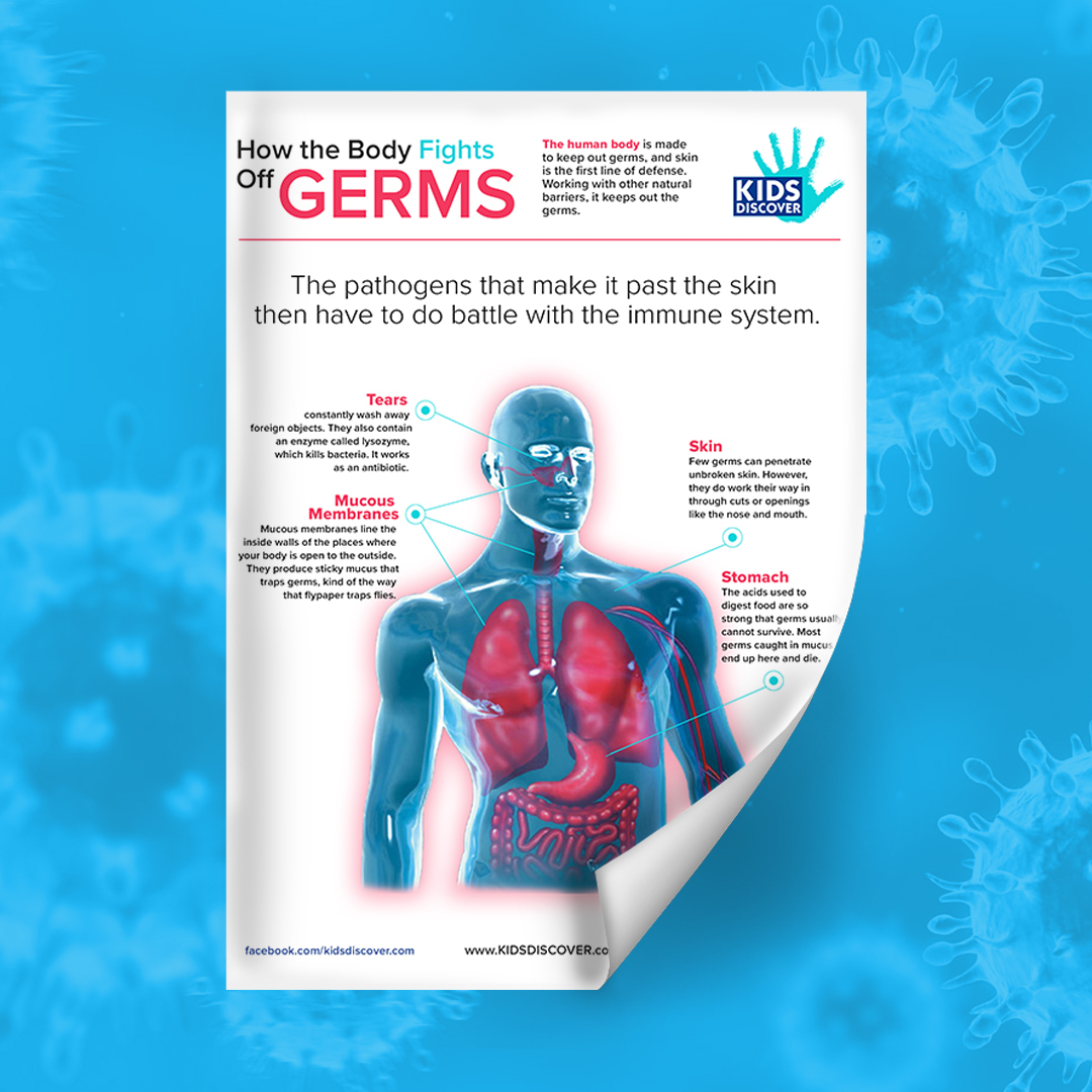 Kids Discover: NEW INFOGRAPHIC: How the Body Fights Off Germs | Milled