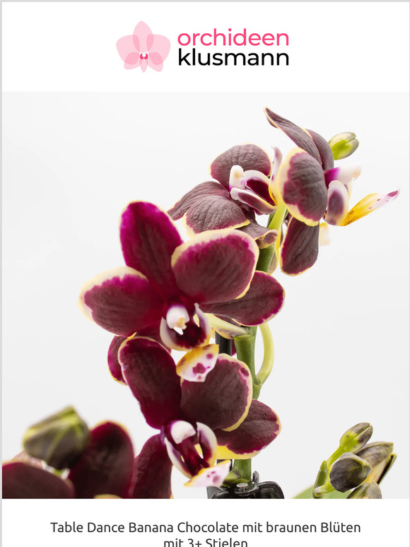 Orchideen Klusmann DE: Table Dance Wasserfall Orchidee | Milled