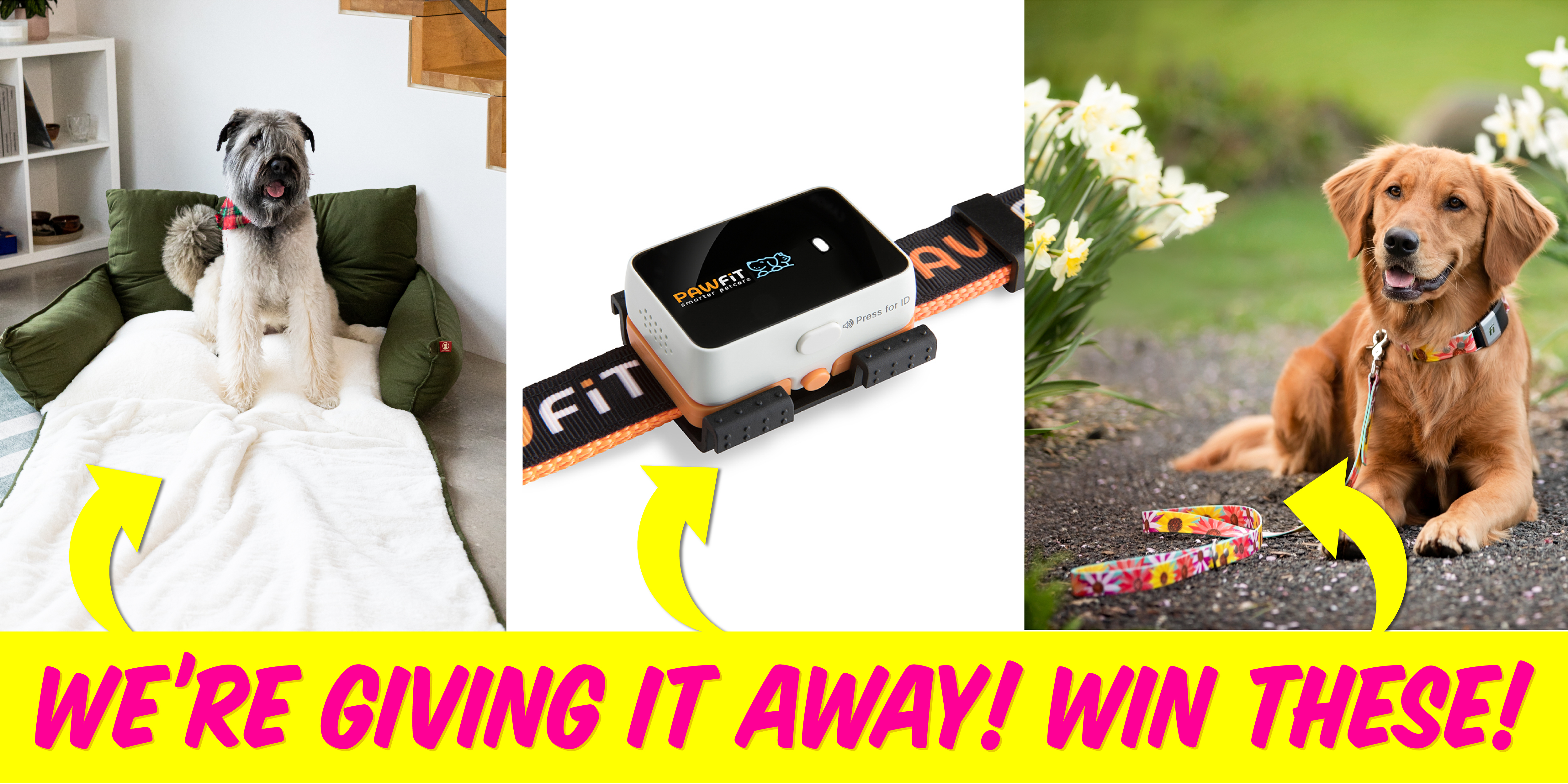 Modern Dog: How to Get Free Dog Stuff | Milled