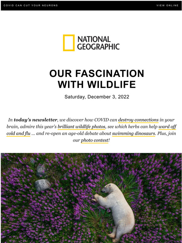 National Geographic: A snoozing polar bear makes our top animal photos ...