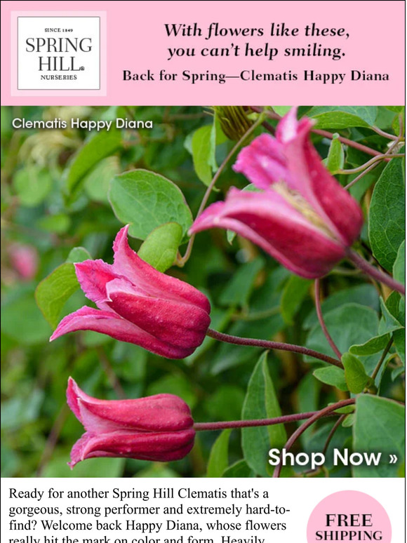 Spring Hill Nursery: A rare Clematis with tulip-shaped flowers. 🌷 | Milled