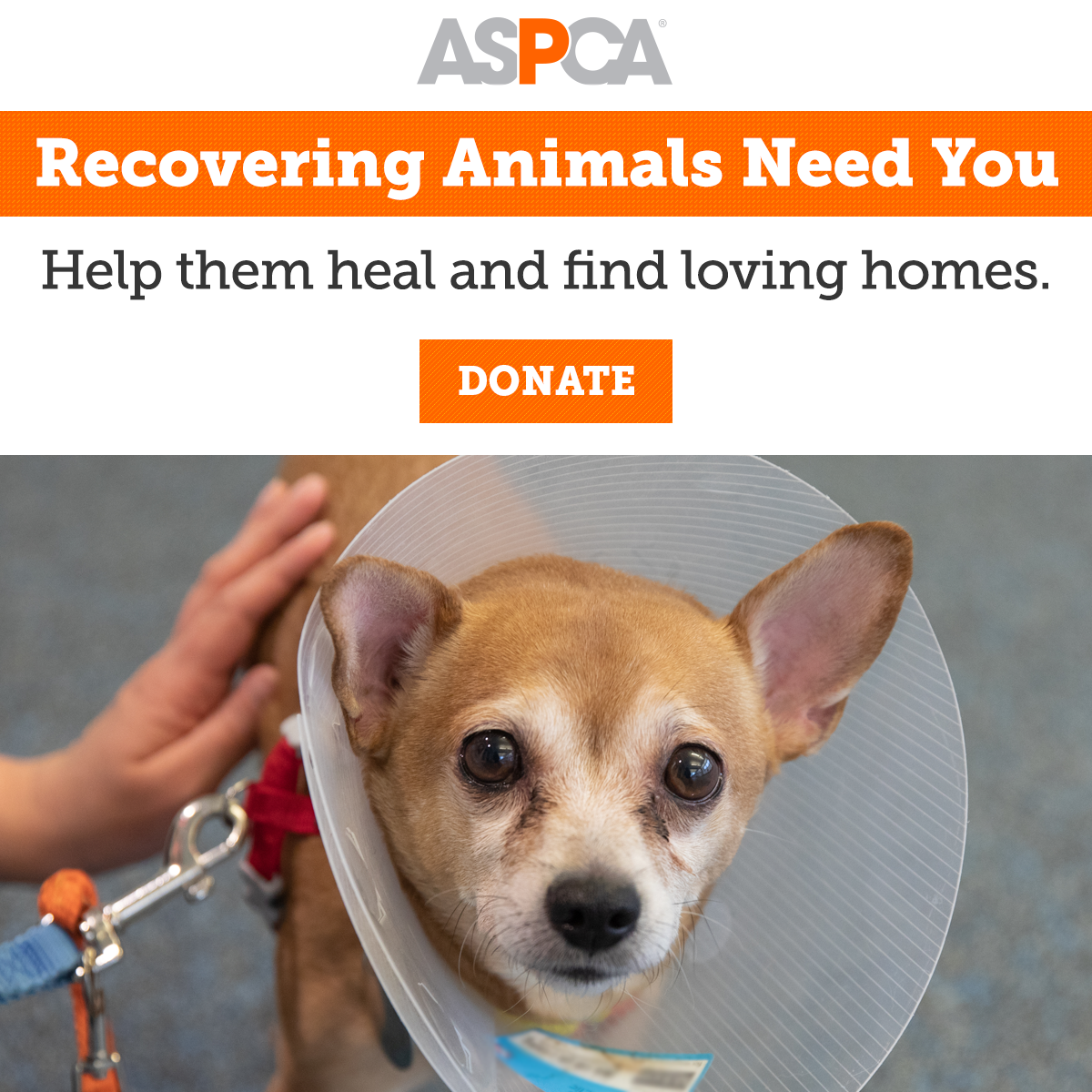 ASPCA: Can You Help Animals Today? | Milled
