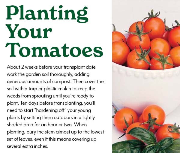 Park Seed: Know Before You Grow: Tomatoes 🍅 | Milled