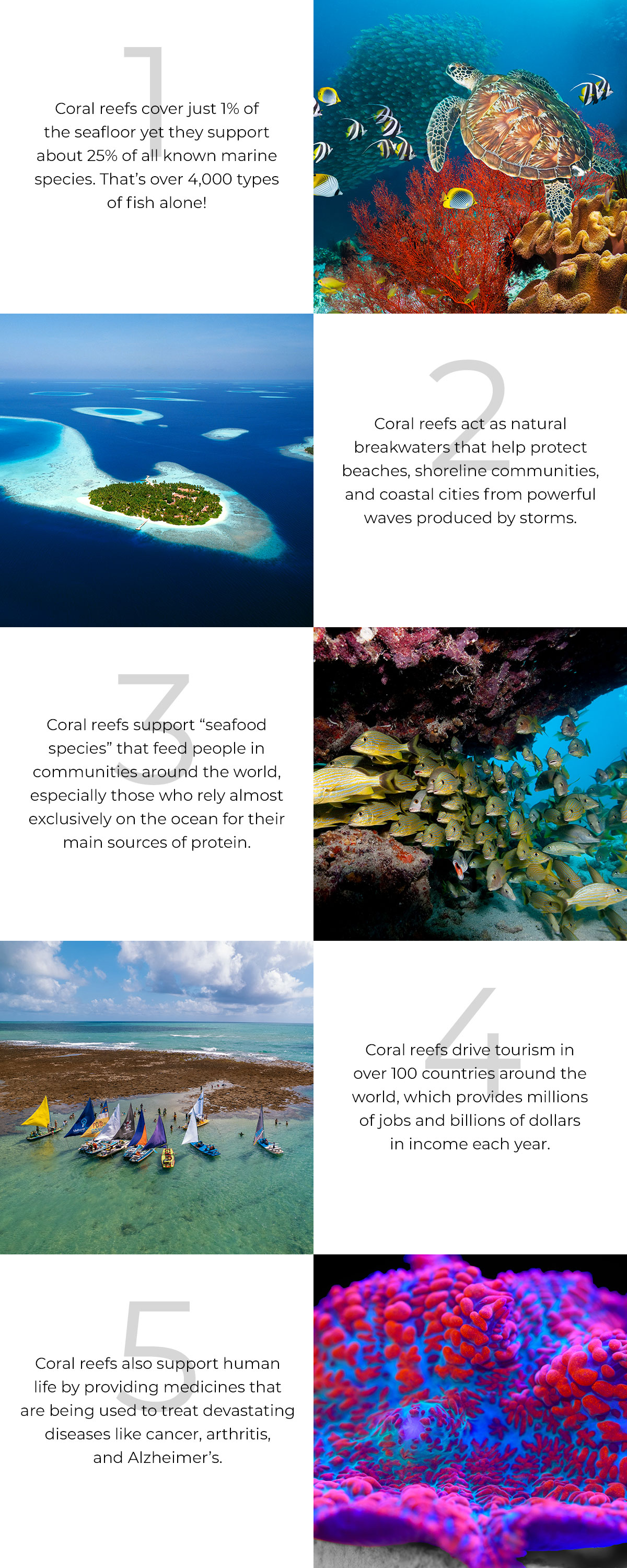 4ocean: 🖐 5 Reasons to Protect Our Coral Reefs | Milled