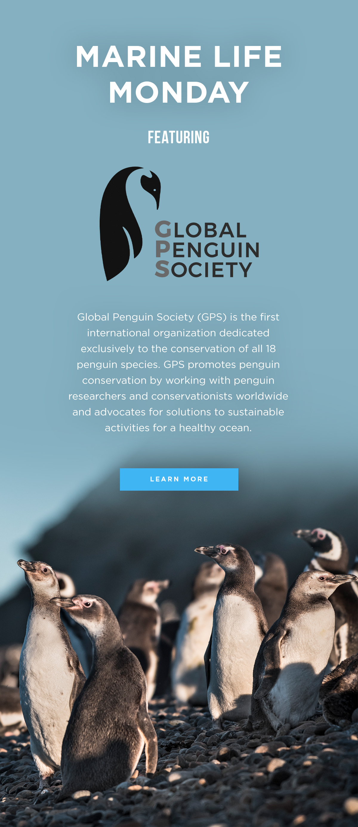 Sand Cloud: Meet Our Partner, Global Penguin Society 🐧 | Milled