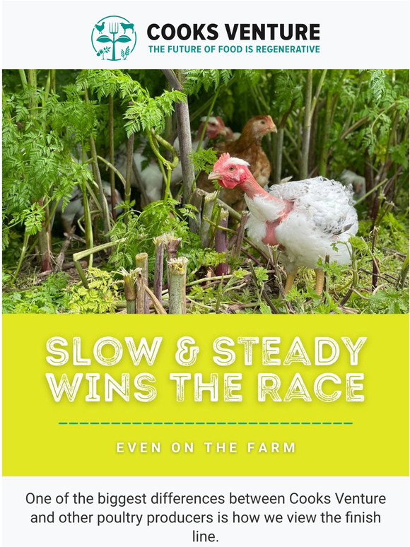 Cooks Venture: Why does chicken breed matter? 🤔 | Milled