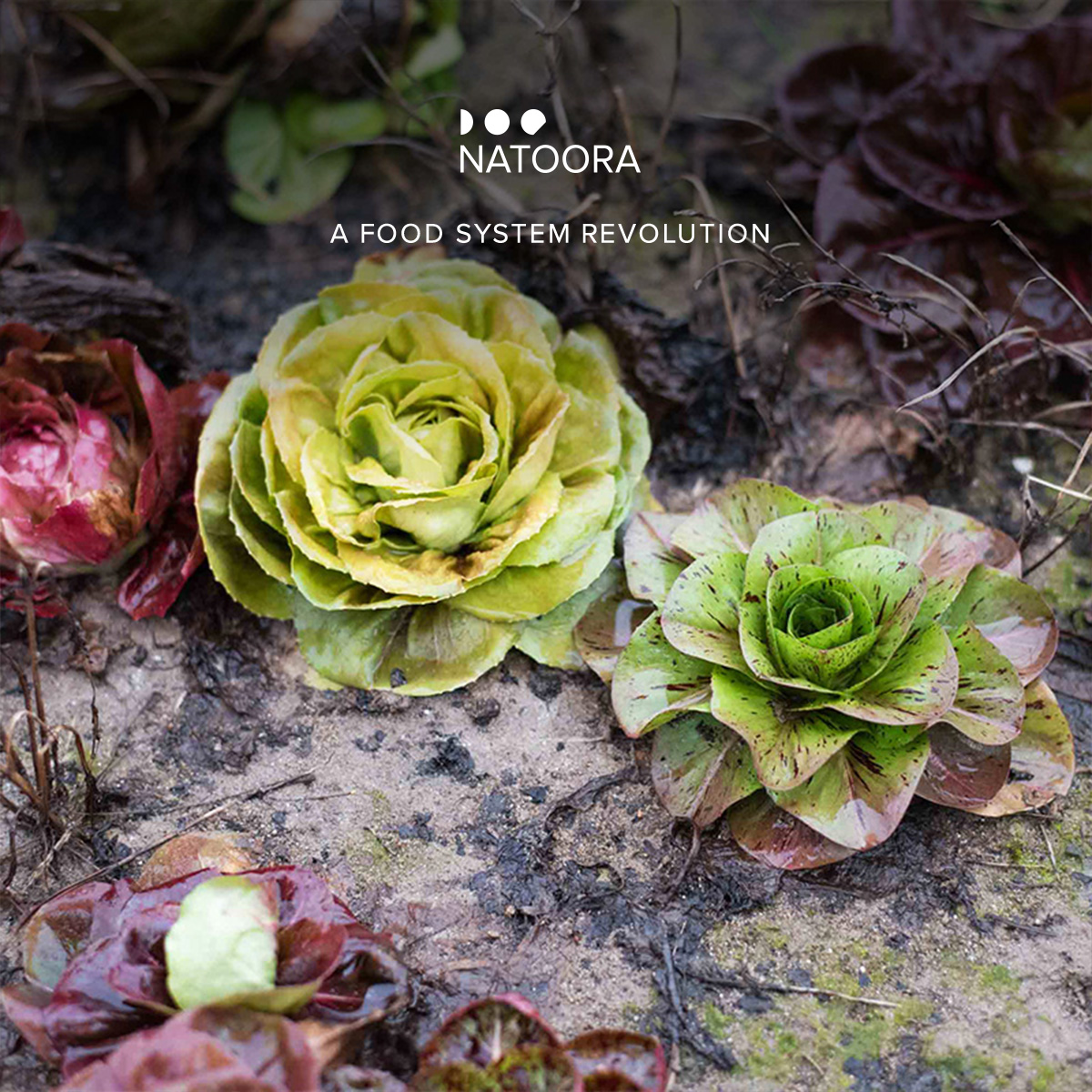 Natoora: Vibrant Variegated Grumolo | Milled