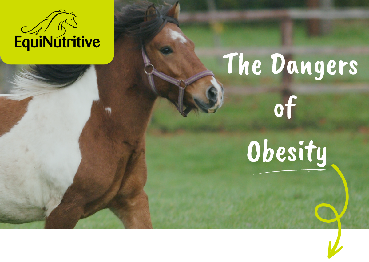 Equinutritive: How To Spot If Your Horse Is Overweight | Milled