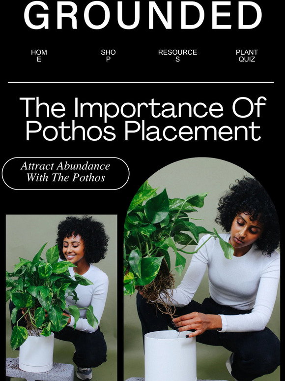 Grounded Plants: The Importance Of Pothos Placement + Take 20% Off All ...