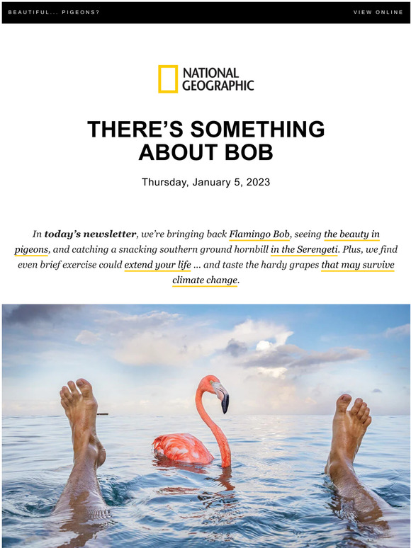 National Geographic: We just love Bob the Flamingo | Milled