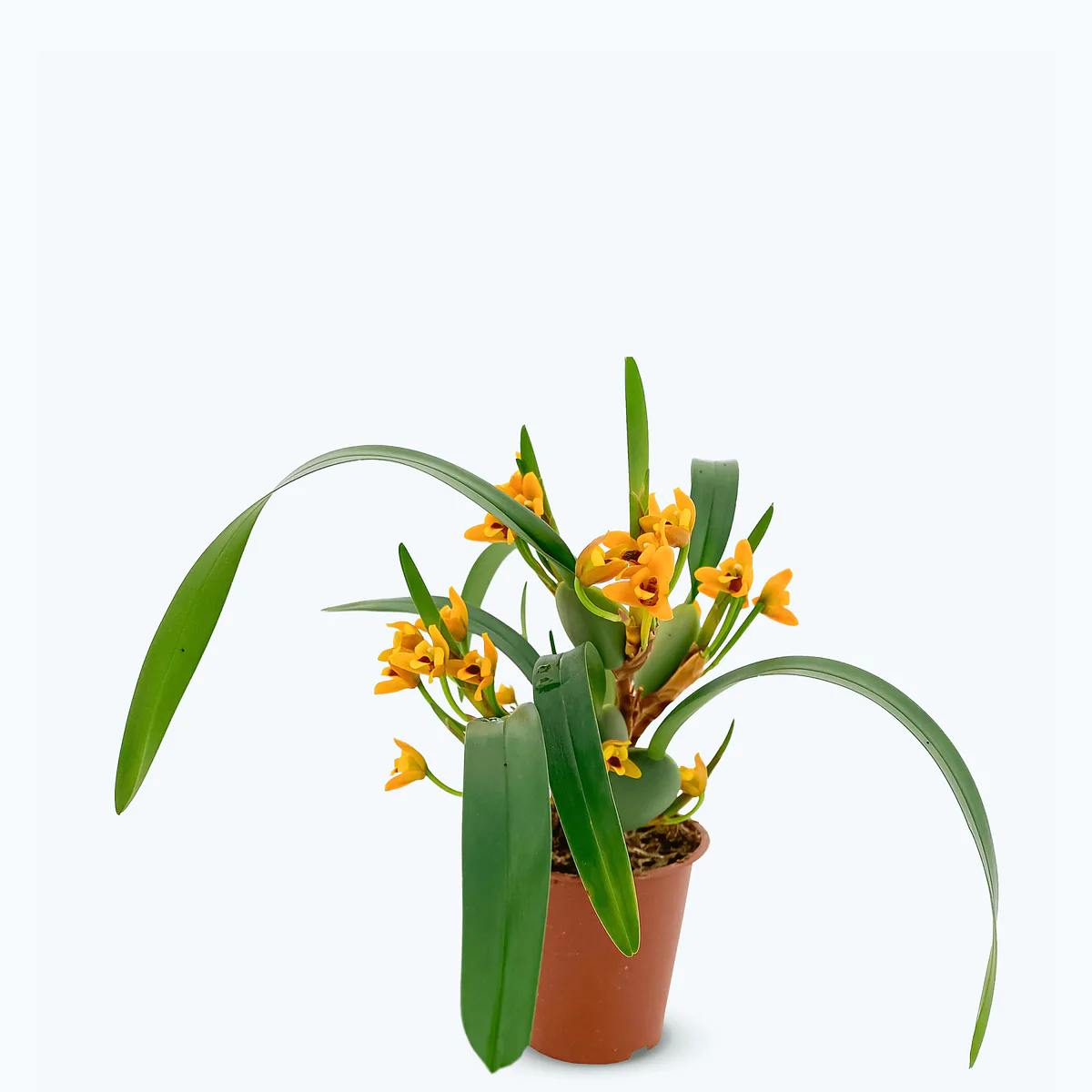 Orchideen Klusmann: Dendrobium nobile zum Sonderpreis 🤍 | Milled