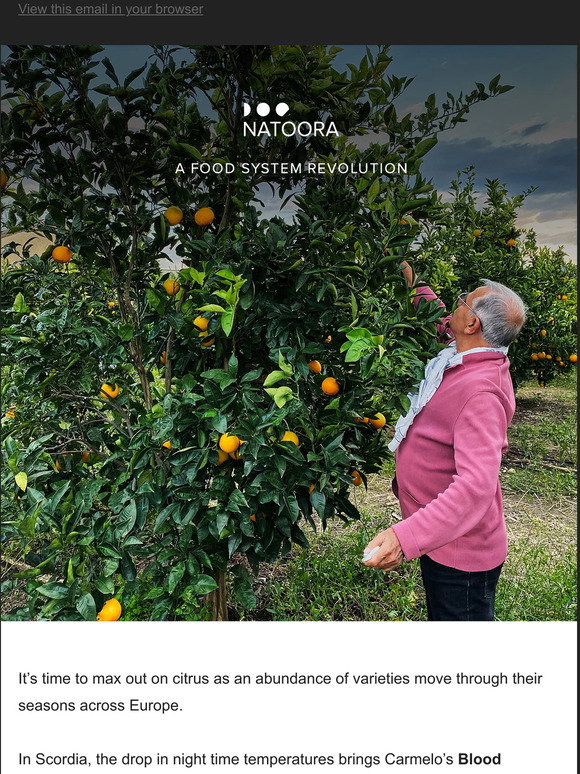 Natoora: The Full Spectrum of Citrus | Milled
