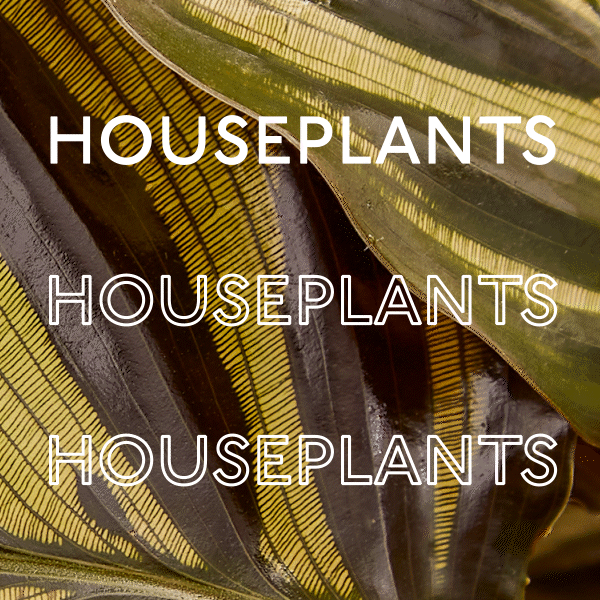 Arena Flowers: Houseplants to be captivated by | Milled