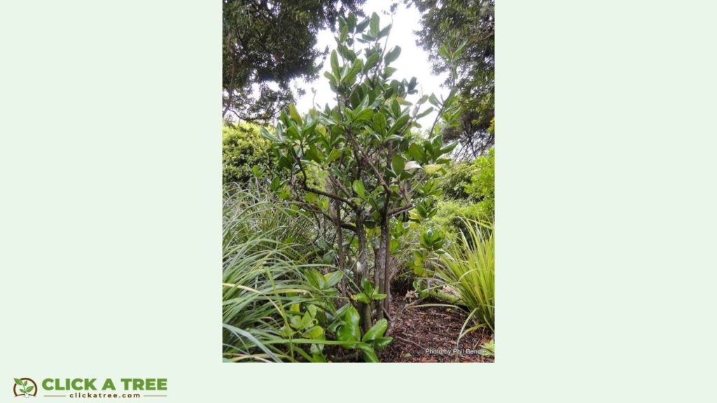 Click A Tree: Check this out: Our goals for 2023, the rarest tree in ...
