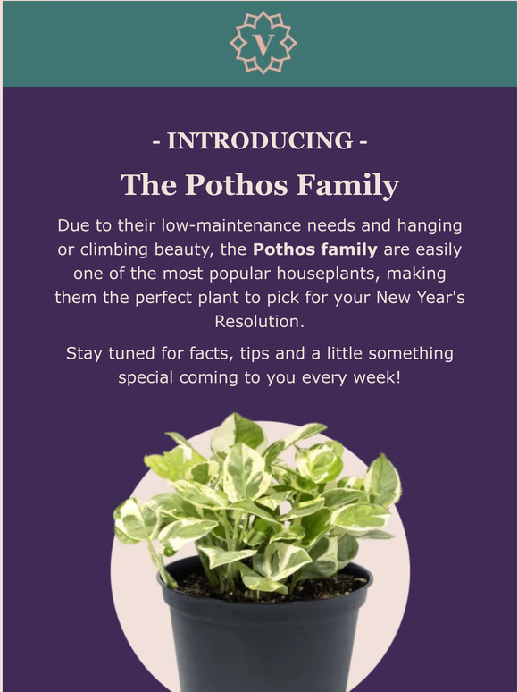 Verdant Lyfe: Introducing the beginner-friendly Pothos Family | Milled