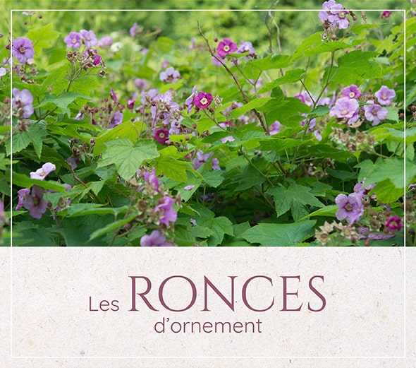 Jardin du Pic Vert: Découvrez les ronces ornementales | Milled