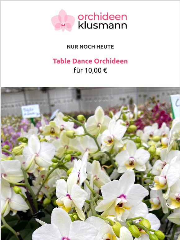 Orchideen Klusmann DE: 🌸 Nur noch heute: Table Dance Orchideen zum Sparpreis | Milled