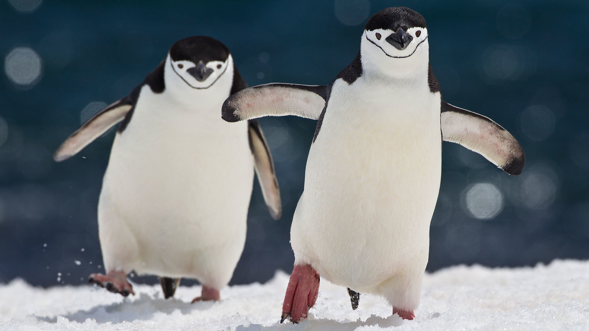 Nat Geo Kids: It's a penguin party! Check out these kid-friendly facts ...