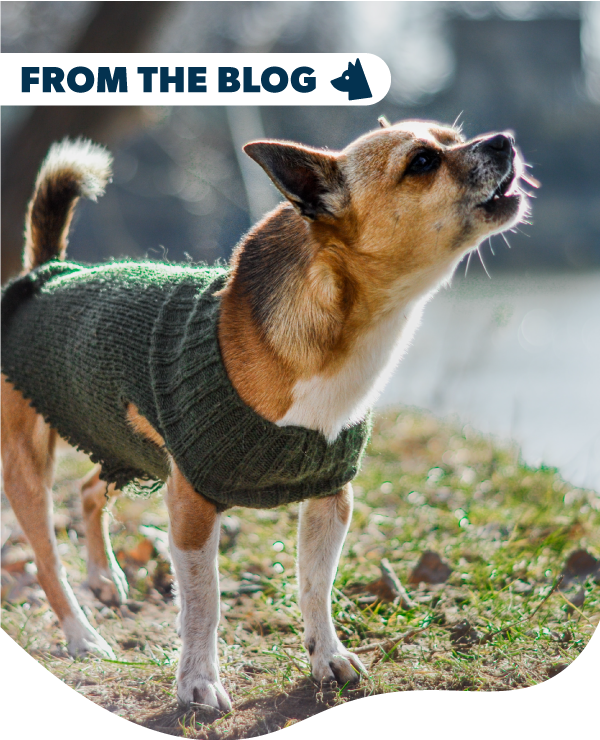 CanadaVet: Stop Excessive Barking in Dogs 🎤🐕 Our Top Tips | Milled