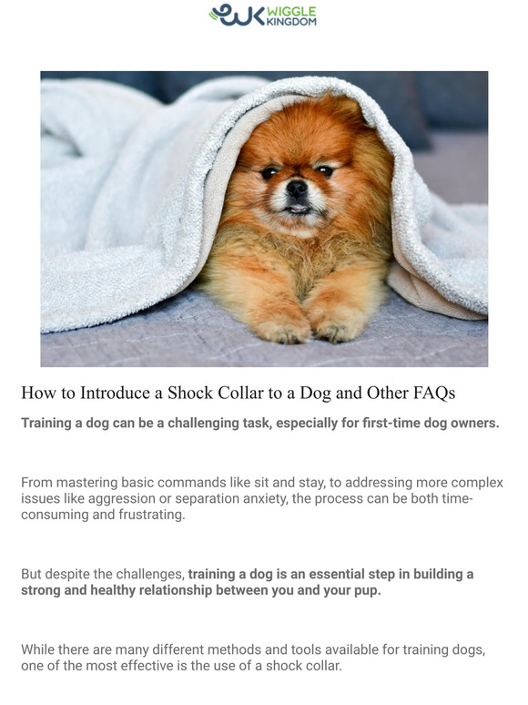 Wiggle Kingdom: How to Introduce a Shock Collar to a Dog and Other FAQs ...