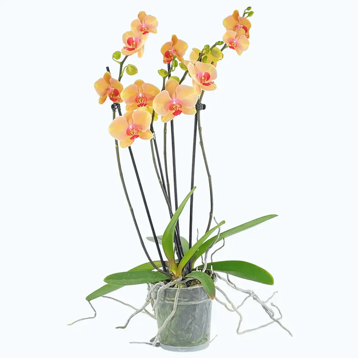 Orchideen Klusmann DE: 🧡 Epidendrum in der Aktion | Milled