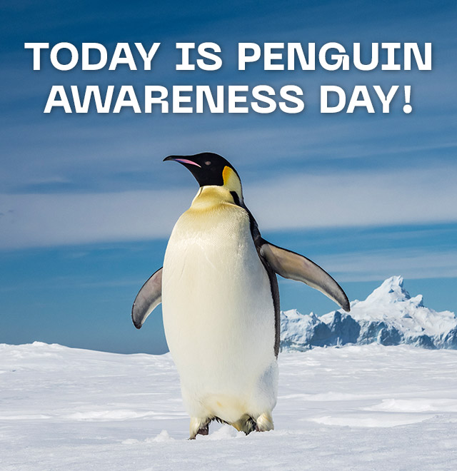 Olympus: Pro Tips for Penguin Awareness Day | Milled