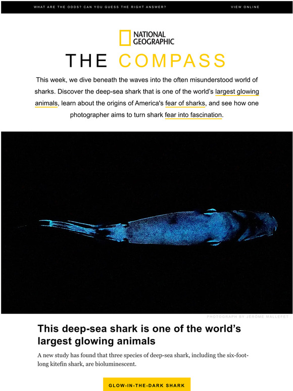 National Geographic: The Compass swims with sharks! Glowing sharks ...