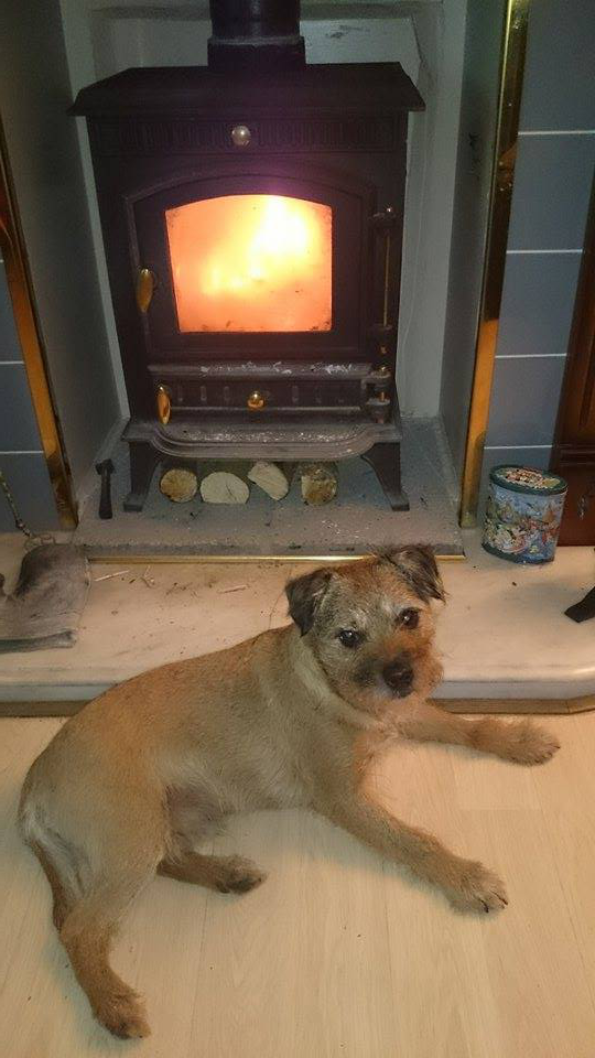 GR8 Fires: Cutest photos of dogs and wood-burning stoves | Milled