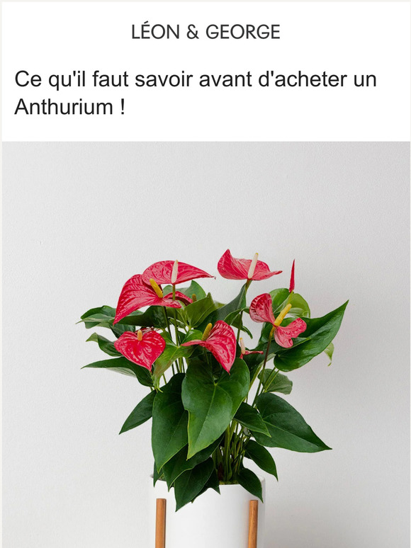 Leon & George: Ce qu'il faut savoir avant d'acheter un Anthurium !🪴 ...