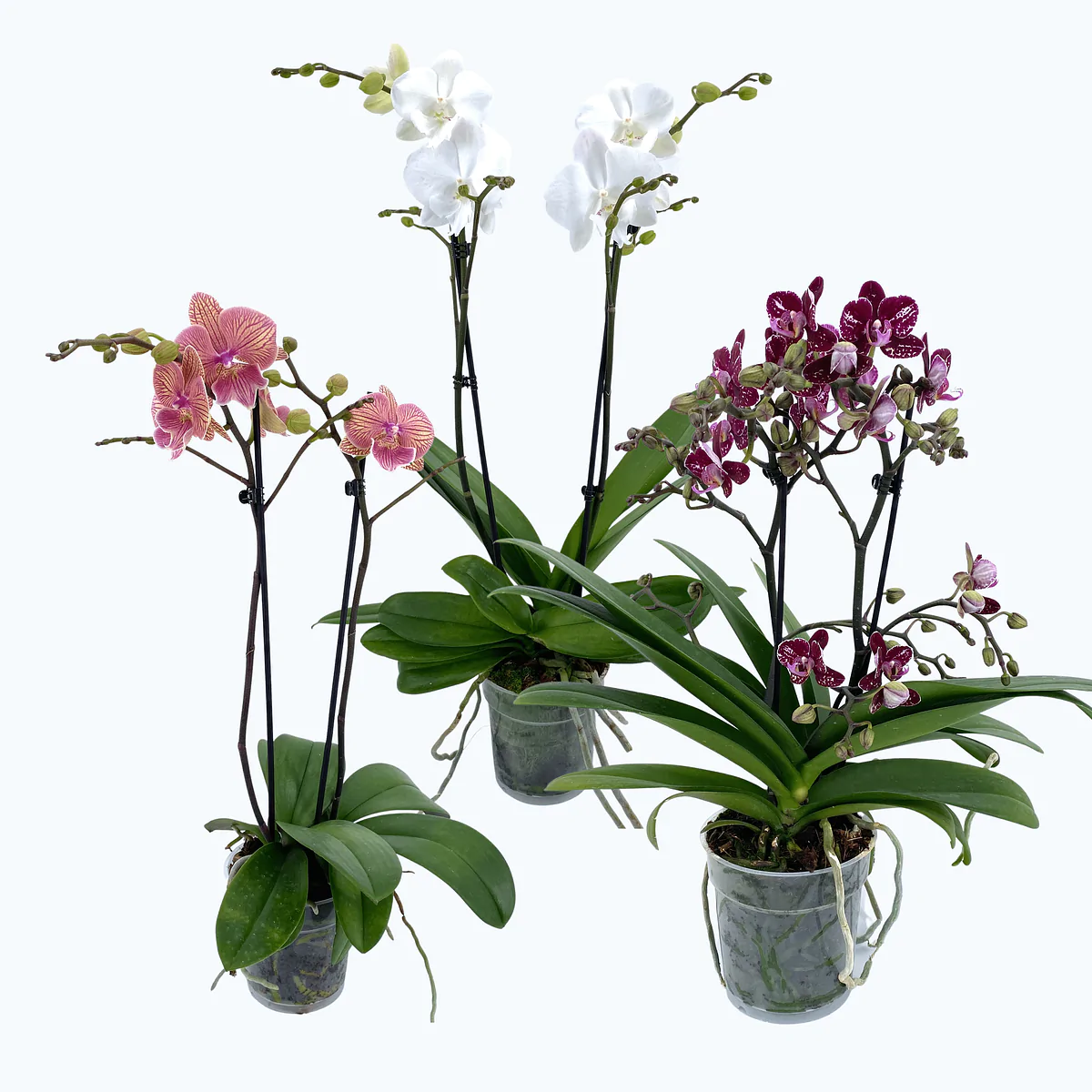 Orchideen Klusmann: Encyclia Jasper 🧡 | Milled