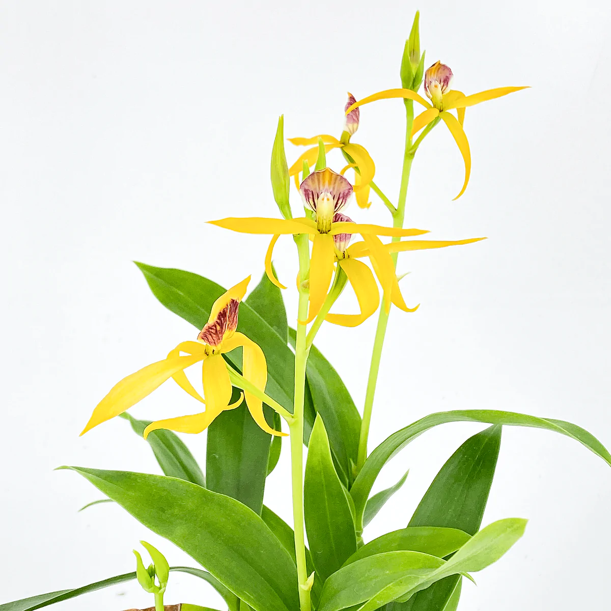 Orchideen Klusmann: Encyclia Jasper 🧡 | Milled