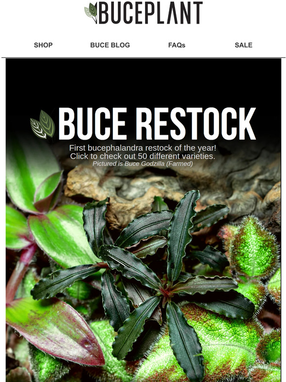 Buce Plant: Restocked: 50 different types of BUCE 🌱 | Milled