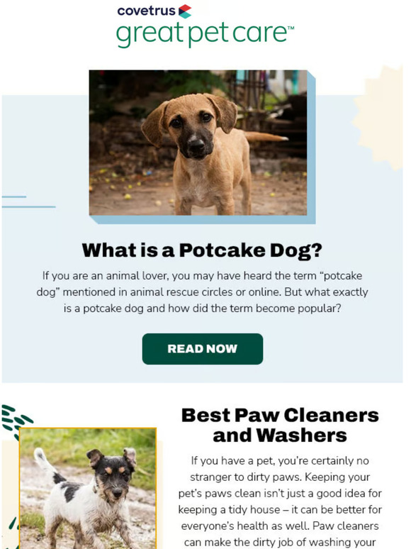 Great Pet Care: Meet 9 Talkative Cat Breeds | Milled