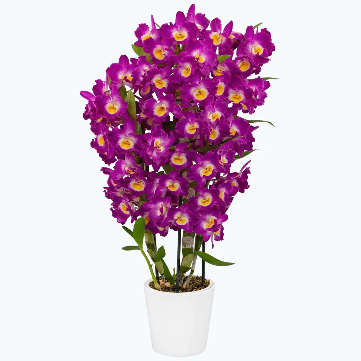 Orchideen Klusmann: 🌸 Ein Meer aus Blüten | Die Two of Us "Purple Rain" zum Sonderpreis! | Milled