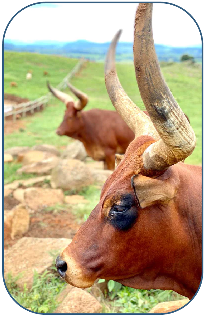 Thula Tula: The Incredible Story of the Iconic Nguni Cow Print | Milled