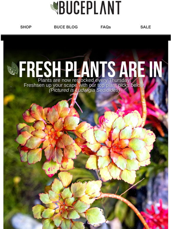 Buce Plant: You gotta see these restocked plant favorites! 👀 | Milled