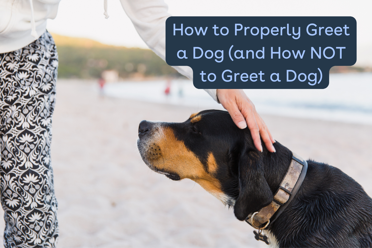 Pupford: [article] How to Properly Greet a Dog (and How NOT To) | Milled
