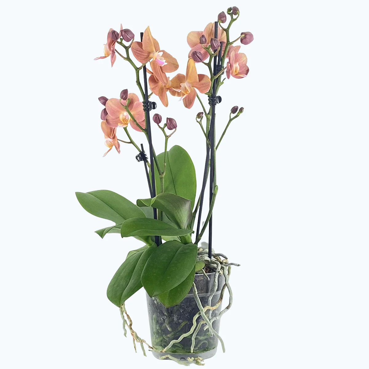 Orchideen Klusmann: Königin der Orchideen | Milled
