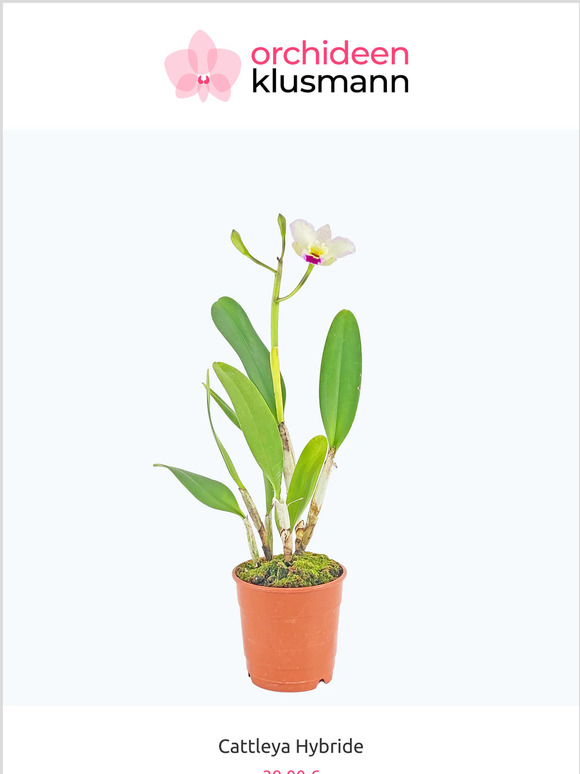 Orchideen Klusmann: Königin der Orchideen | Milled